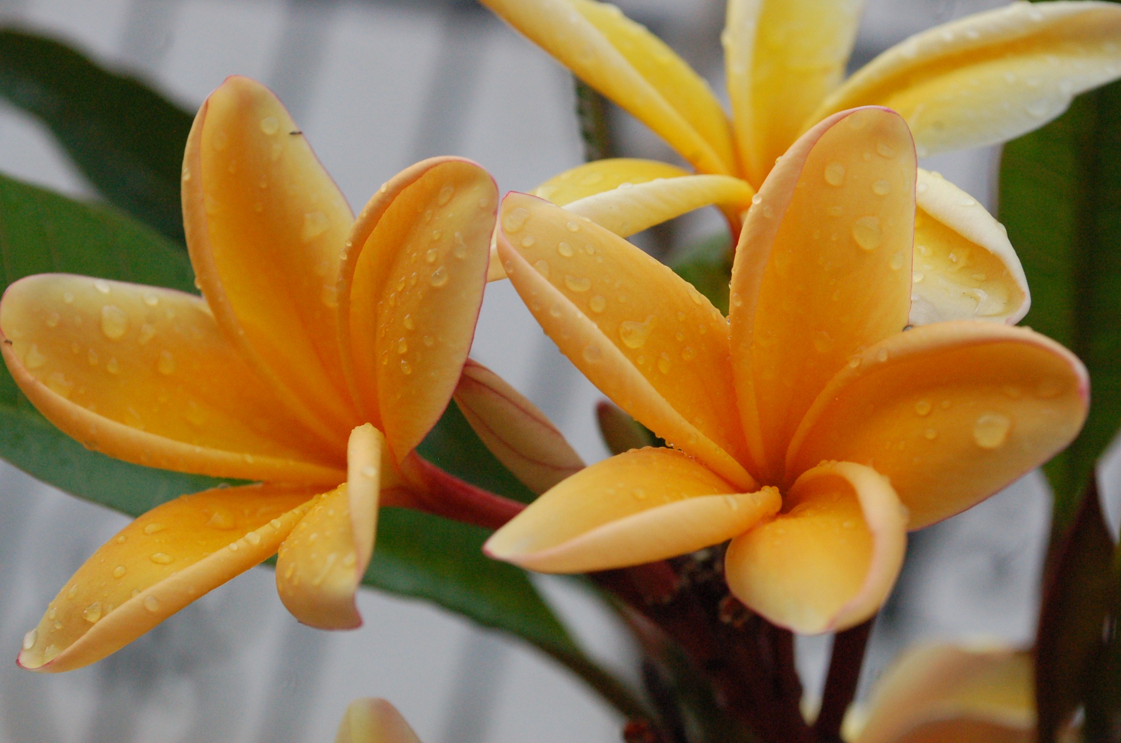 Basic Care Requirements for Plumeria - The Plumeria Society of America ...
